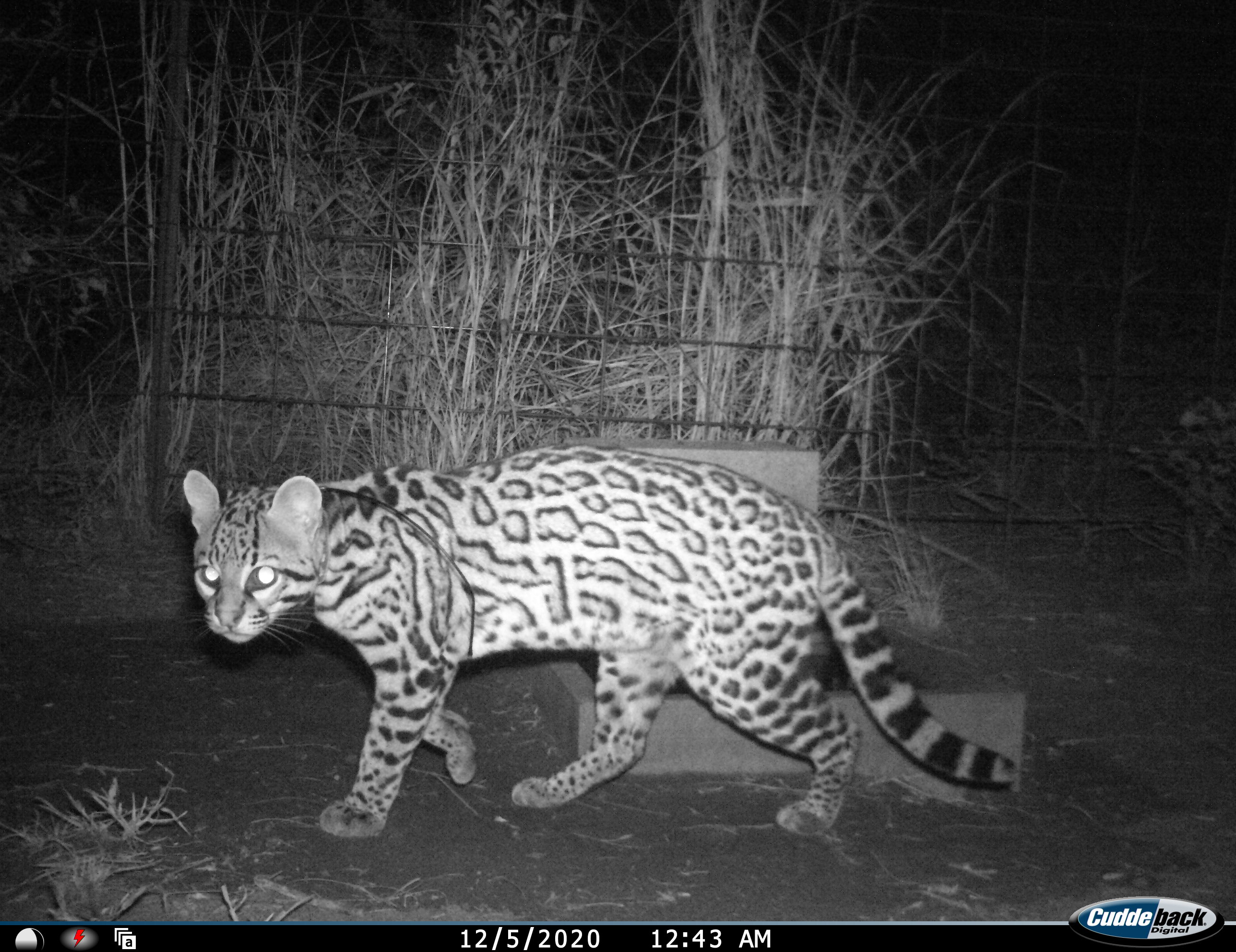 Cómo celebrar el Día de la Tierra | Defenders of Wildlife
